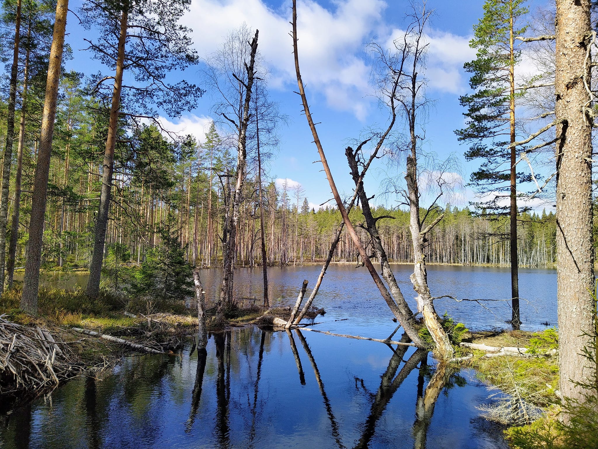 Luonnolla on parantava voima: luontoyhteys on kuin ystävä rinnalla tällä elämän pitkällä ...